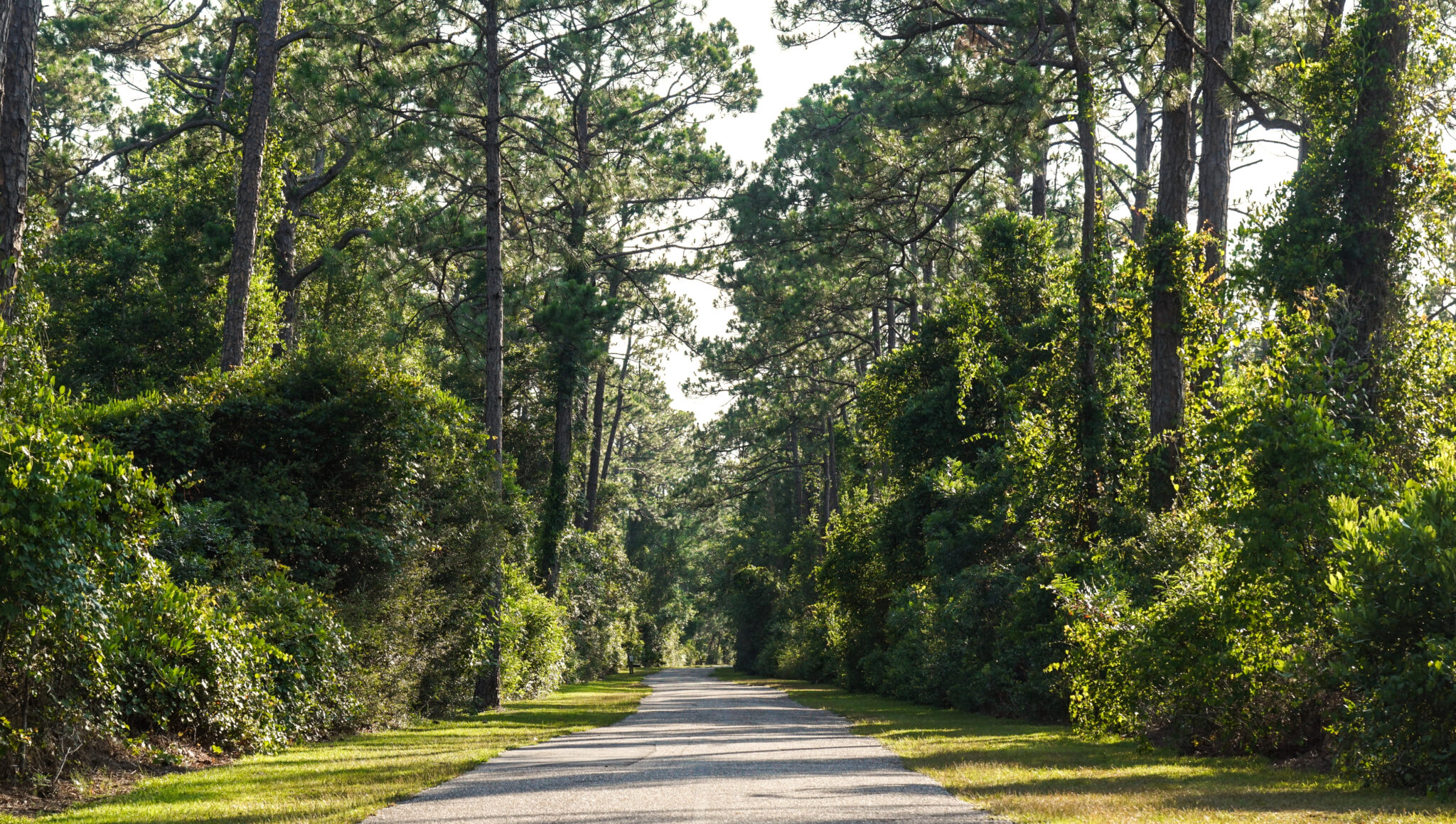 Hugh S. Branyon Backcountry Trail | Coastal Alabama Ecotourism Experiences