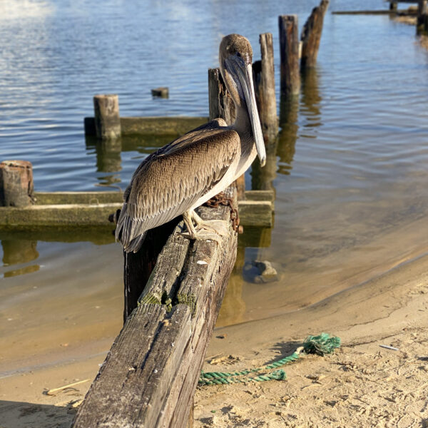 Know Before You Go | Coastal Alabama Ecotourism