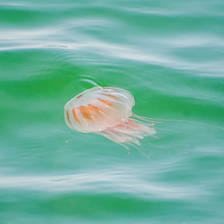 Know Before You Go | Coastal Alabama Ecotourism
